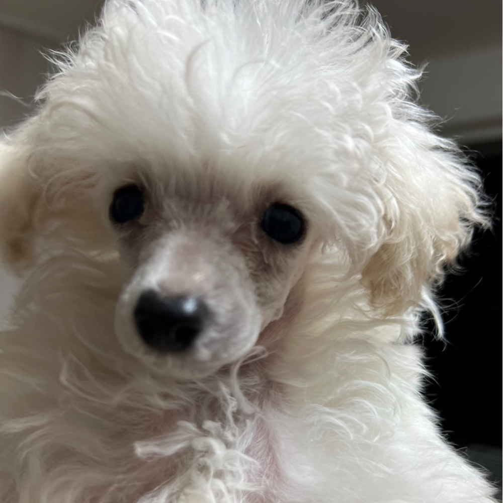 【ペットID : 1364】トイ・プードル（2023年07月28日 ホワイト） | 犬・猫ブリーダー直販のアニマルライン