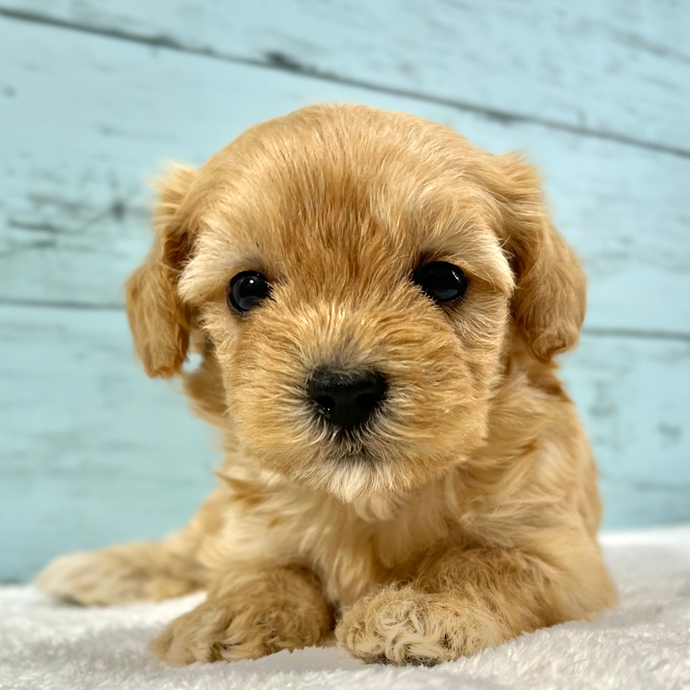 【ペットID : 1842】MIX（犬）(小型)（2024年01月28日 アプリコット） | 犬・猫ブリーダー直販のアニマルライン